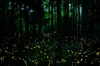 Breathing Bluff: Synchronized Fireflies at Congaree National Park ...