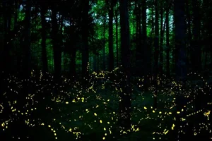Breathing Bluff: Synchronized Fireflies at Congaree National Park ...