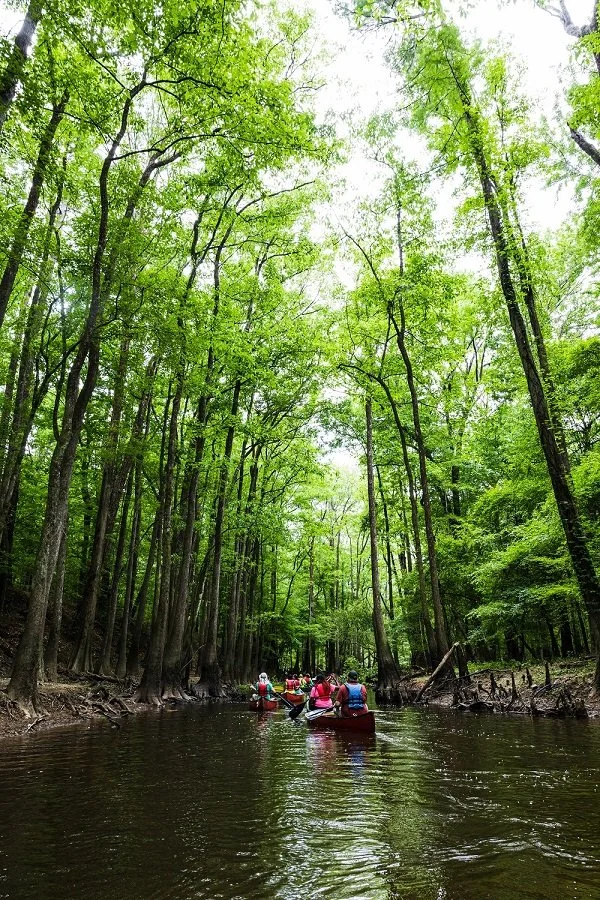 Guided Tours- Congaree National Park Canoe Tour — Palmetto Outdoor