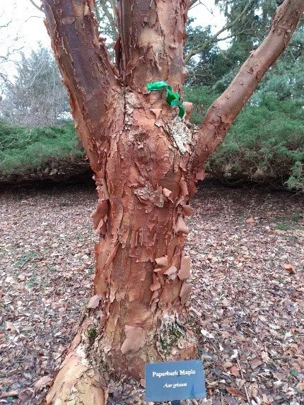 Plant Features — Rhoneymeade