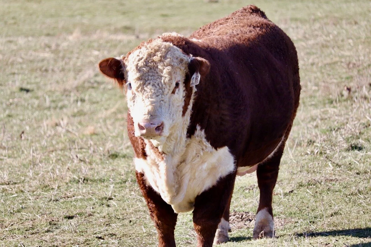 Chapman Land And Cattle