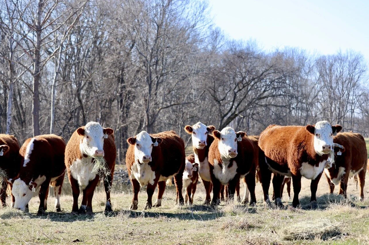 Chapman Land And Cattle