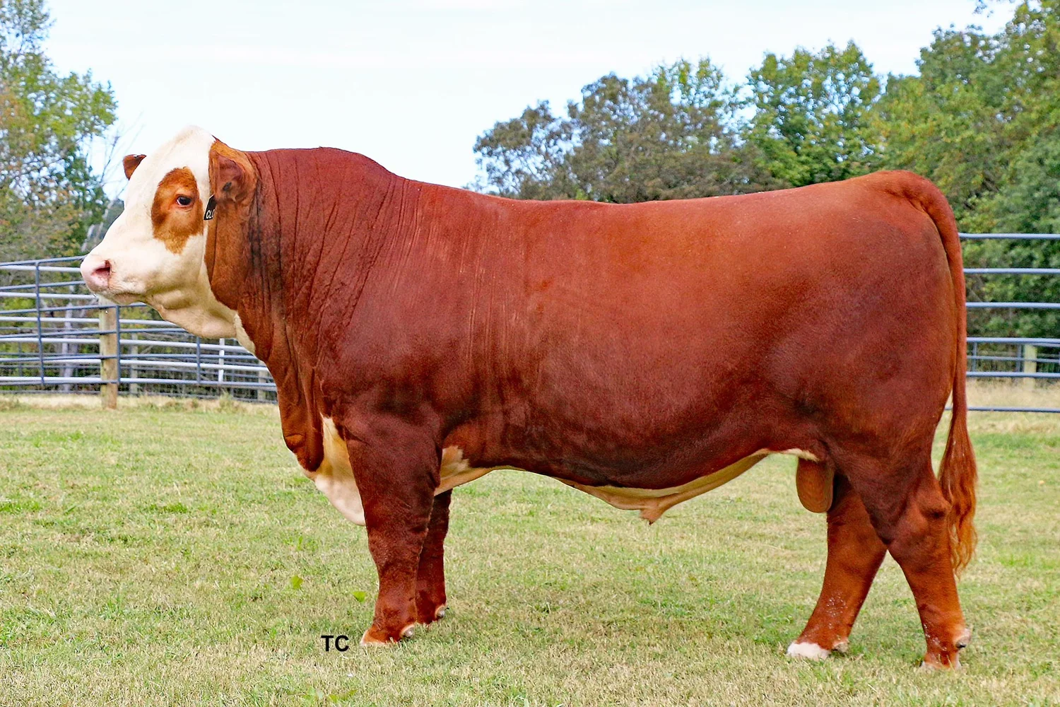 Herd Sires — Chapman Land And Cattle