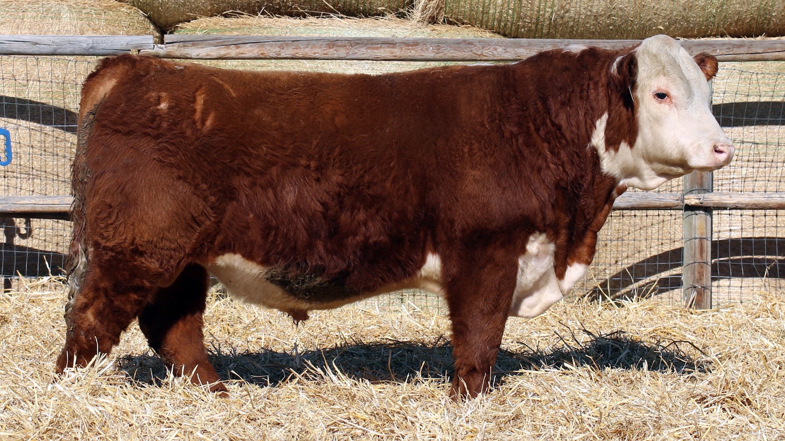 Herd Sires — Chapman Land And Cattle
