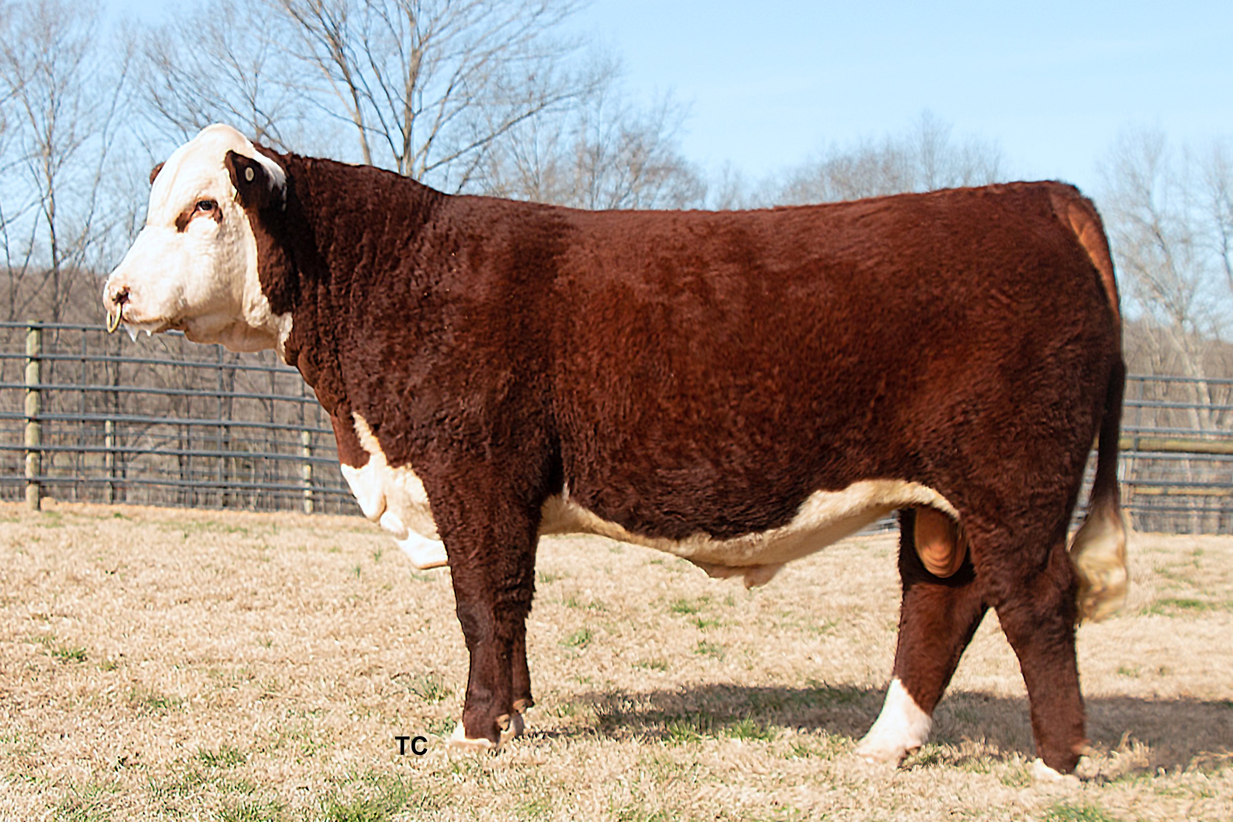 Herd Sires — Chapman Land And Cattle