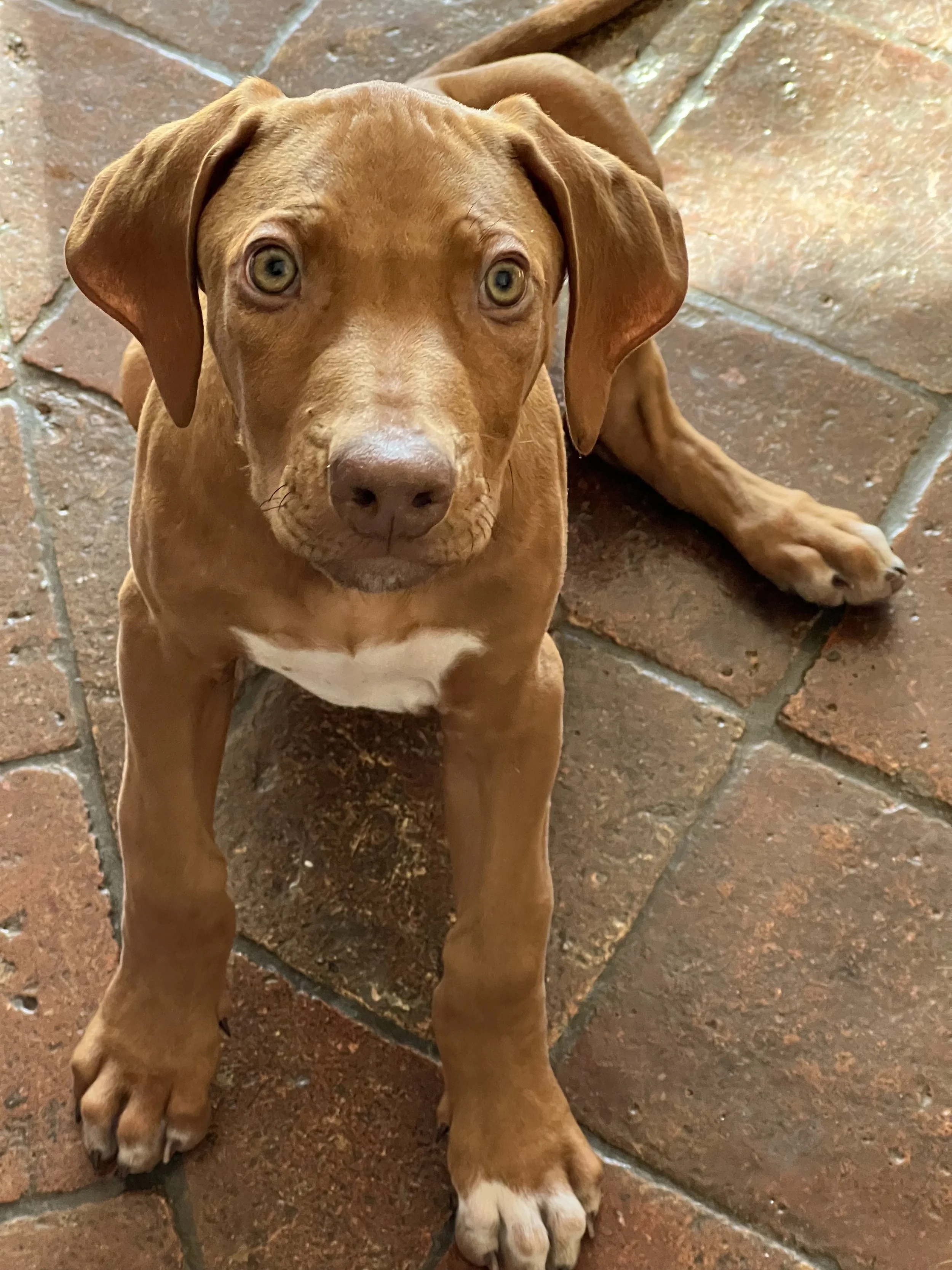 Rhodesian Ridgeback Chocolate Lab Mix