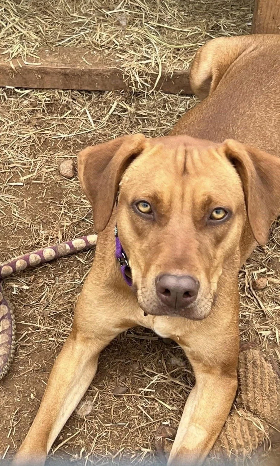 Rhodesian Ridgeback Mix Puppy