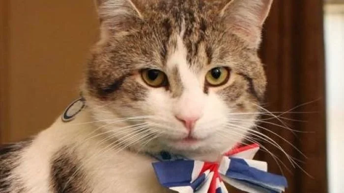 15 Examples Of PURR-fect Employees In The Real World — CultureSlate