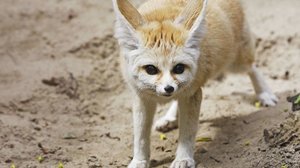 The History Of Fennec Shand — CultureSlate