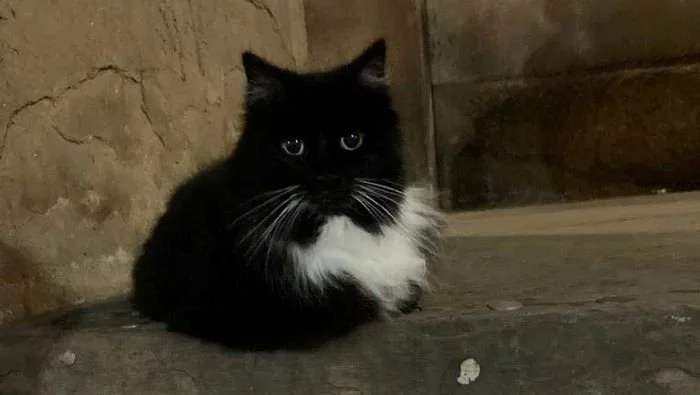 15 Examples Of PURR-fect Employees In The Real World — CultureSlate