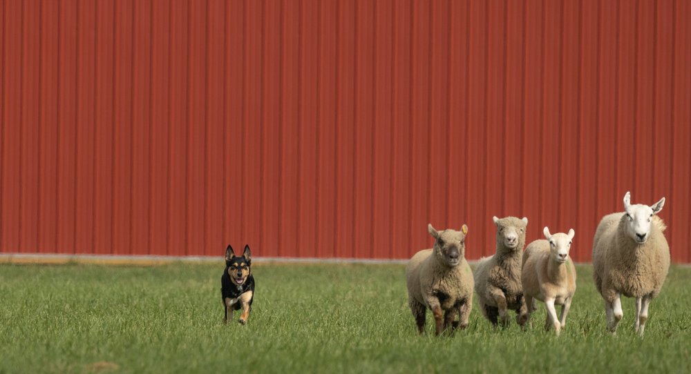 Herding — Agility at the Farm