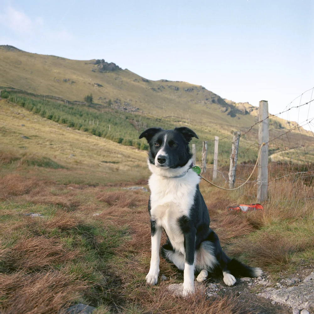 SARDA (Search and Rescue Dogs Association) Ireland — HUGH QUIGLEY