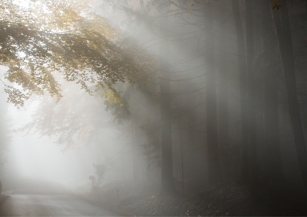 Dissolving the fog | Mindfulness & Resilience Training for Individuals ...