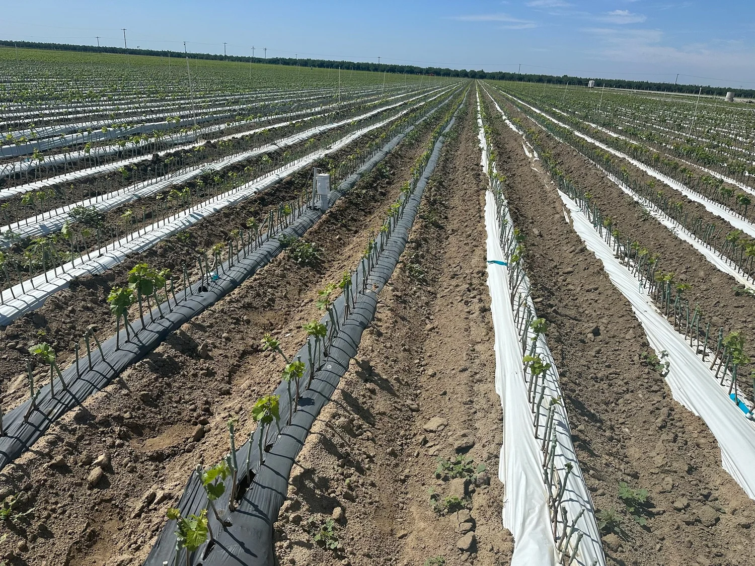 FilmOrganic - Certified compostable mulch film