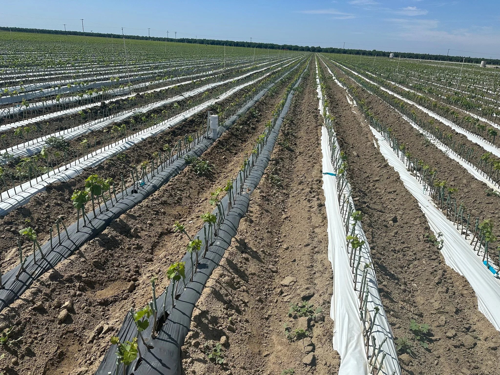 FilmOrganic - Certified compostable mulch film