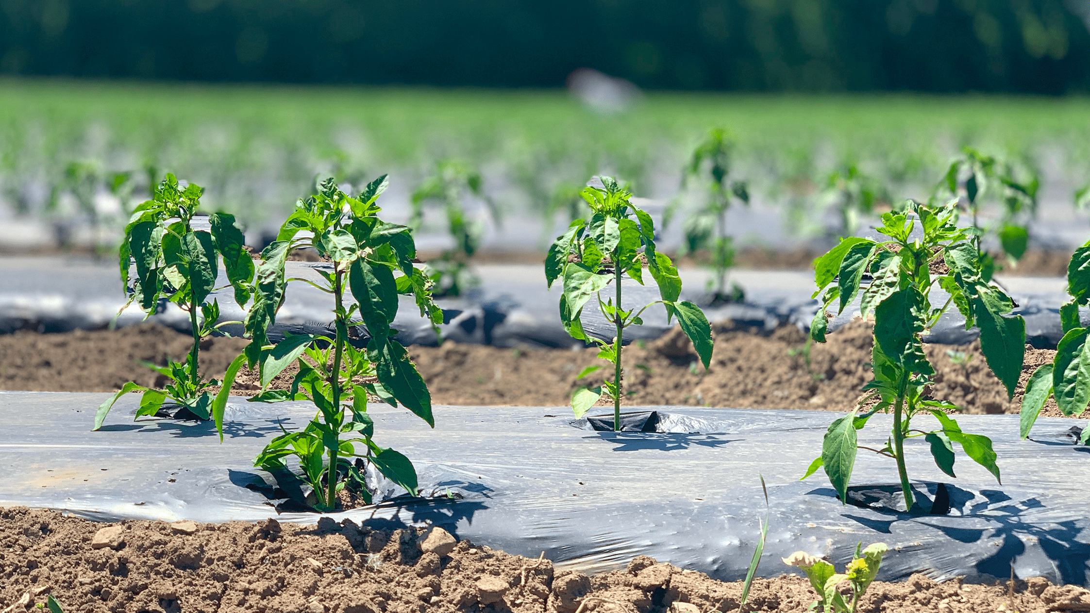 FilmOrganic - Certified compostable biodegradable mulch film