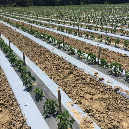 FilmOrganic - Certified compostable biodegradable mulch film