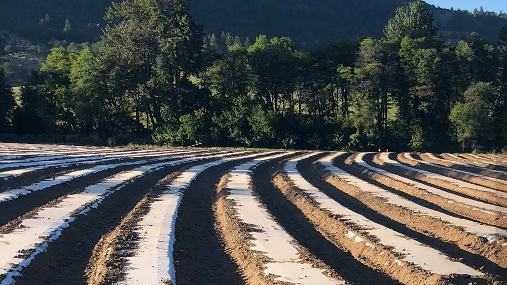 Compostable Mulch Film | No Plastic Removal, No Microplastics | FilmOrganic