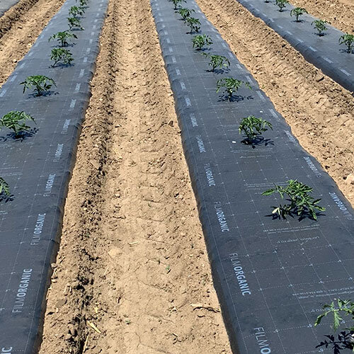 FilmOrganic - Certified biodegradable plastic mulch film