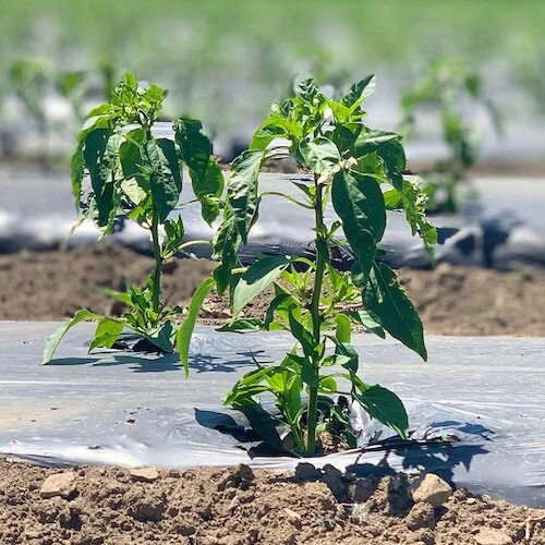 FilmOrganic - Certified biodegradable plastic mulch film