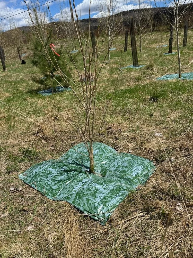 FilmOrganic - Certified compostable mulch film