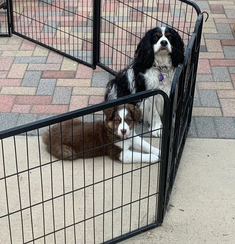 Top Tips for RVing with Pets — Today is Someday