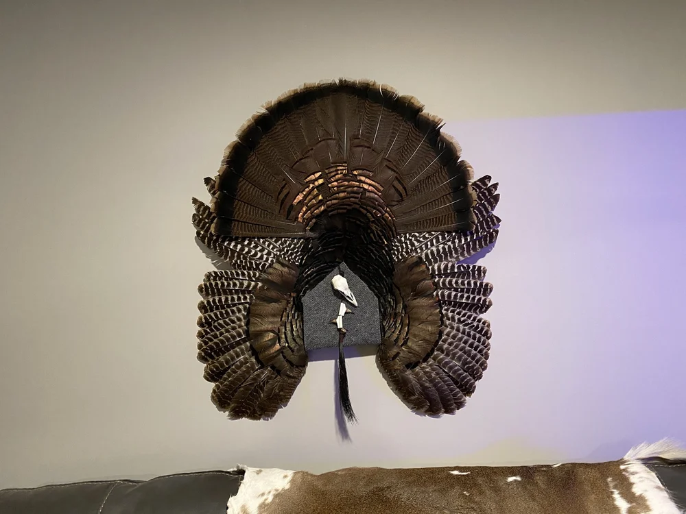 TMT Turkey Mounts — Turkey Mountain Taxidermy