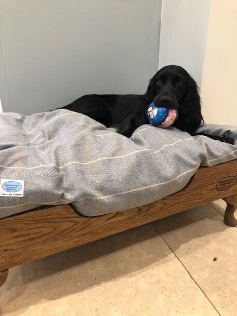 Gallery — The Dog Bed Company