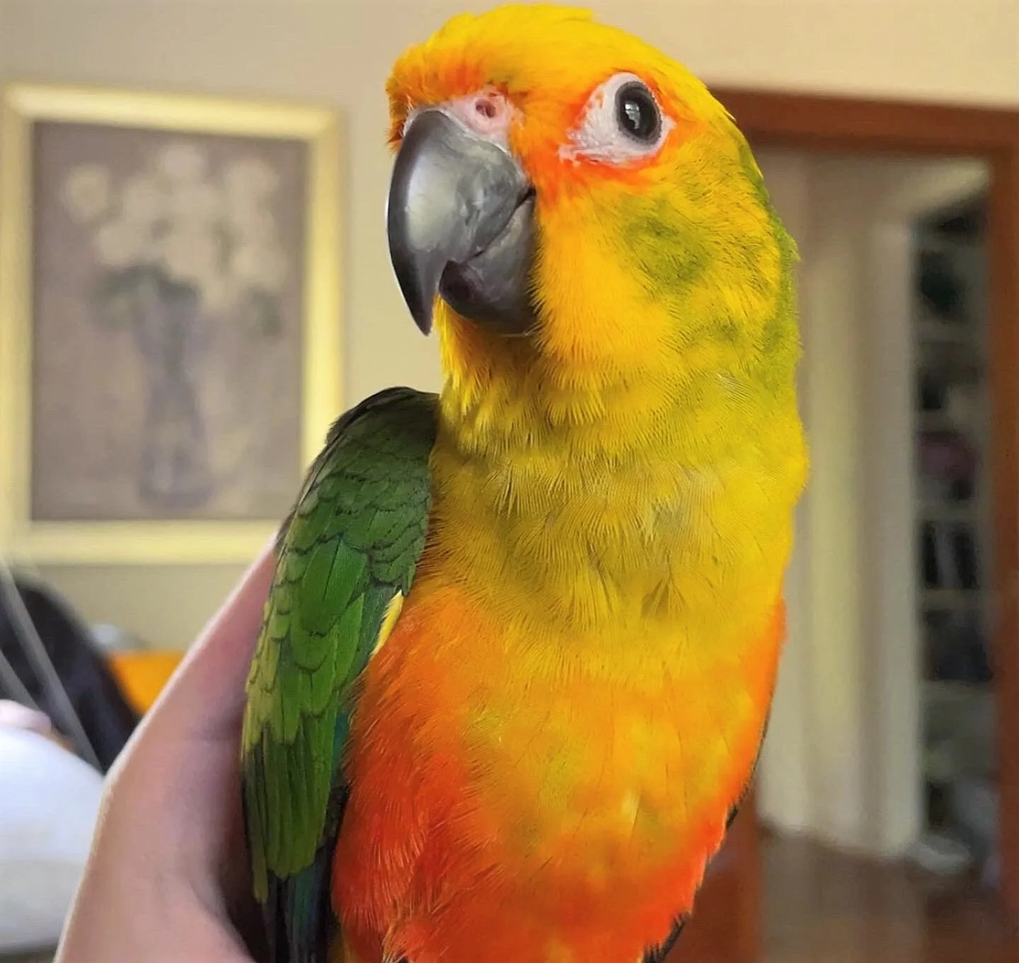 About Elle and the Birds — Elle and the Birds