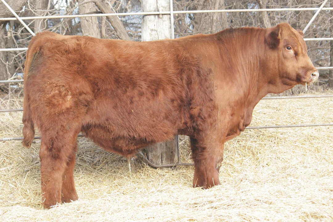 Simmental and SimAngus Herd Sires — Rydeen Farms