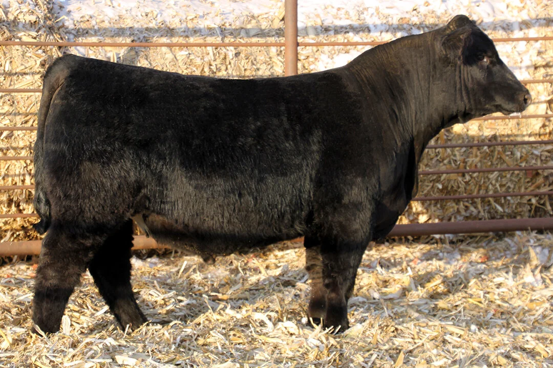 Simmental and SimAngus Herd Sires — Rydeen Farms