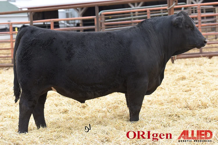 Simmental and SimAngus Herd Sires — Rydeen Farms