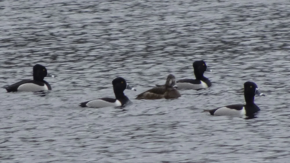 Birding with hiking poles — Birdability