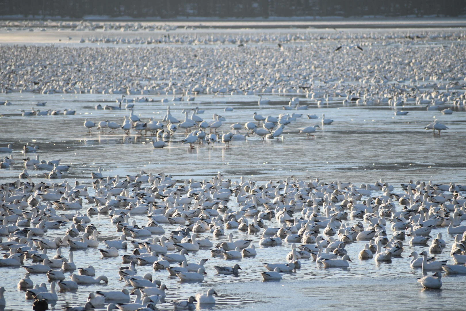 Snow Geese, headphones and birding with autism — Birdability