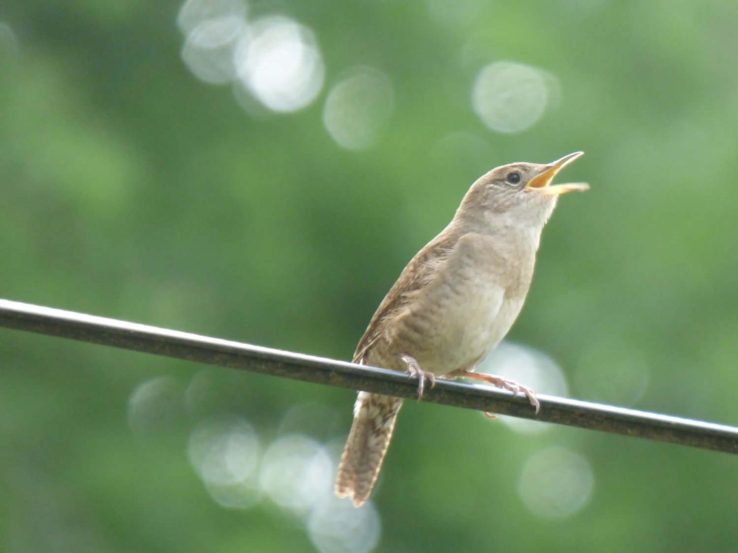 Birdability Blog — Birdability