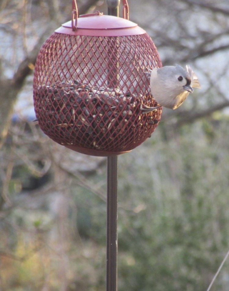 The Great Backyard Bird Count is Citizen Science for Everyone — Birdability