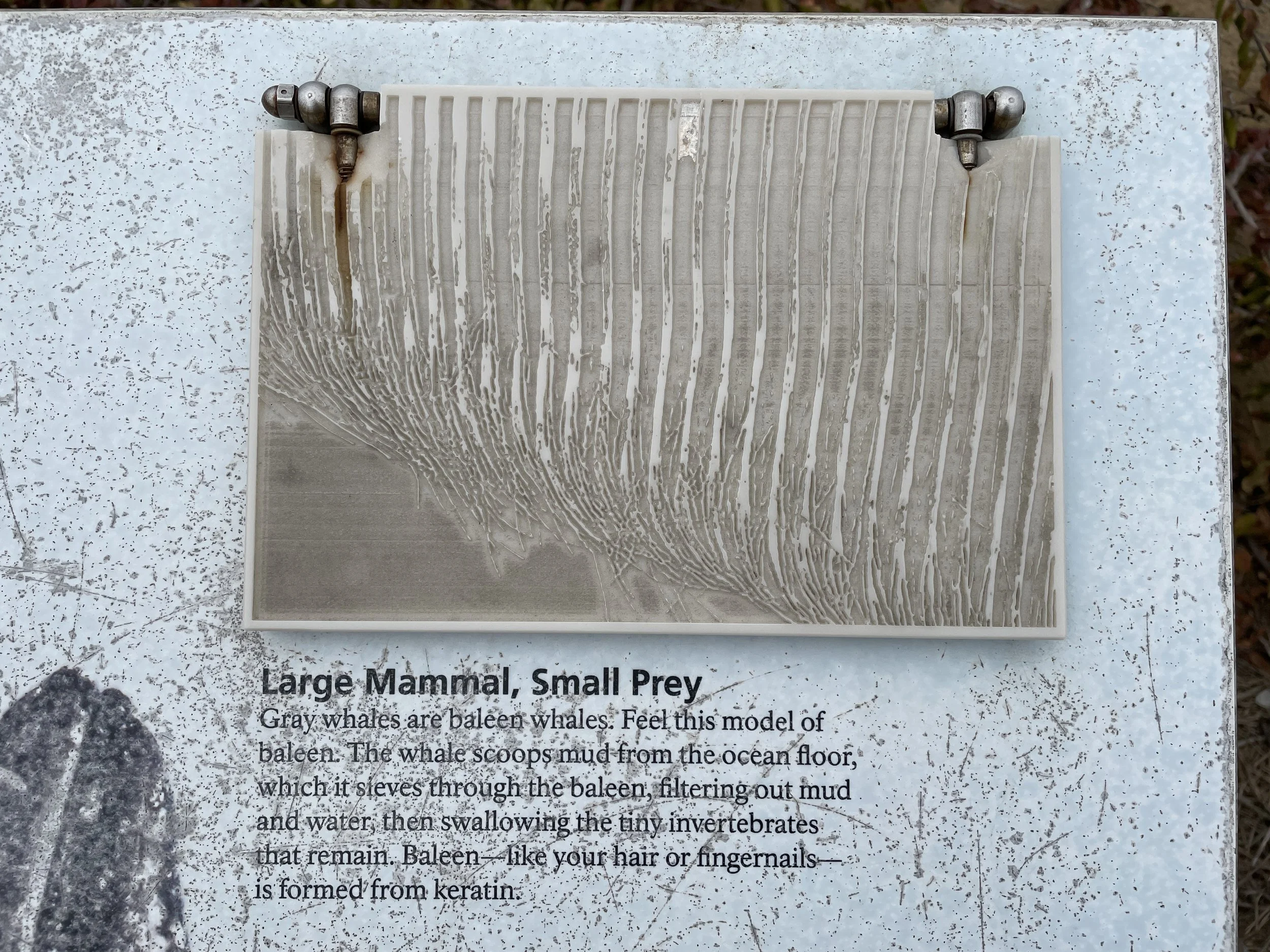 Accessible interpretive signs we love! — Birdability