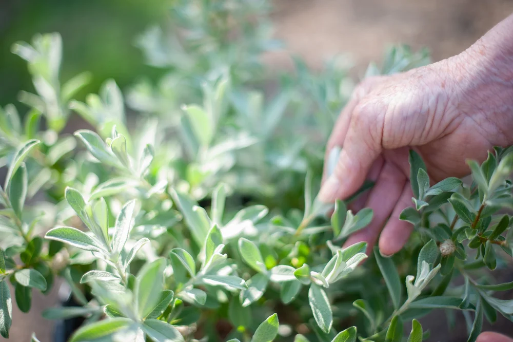 1200 Interview — GO LOGIC