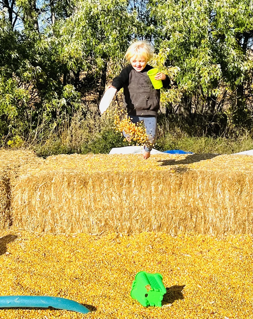 Back Forty Beef Adventure Farm and Corn Maze