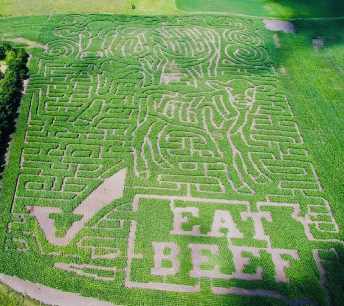 Back Forty Beef Adventure Farm and Corn Maze