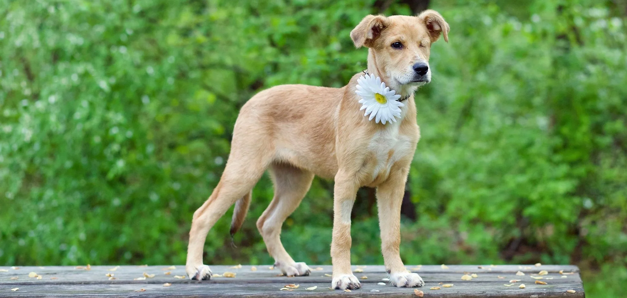 Extra TLC — To Love a Canine Rescue, Inc.