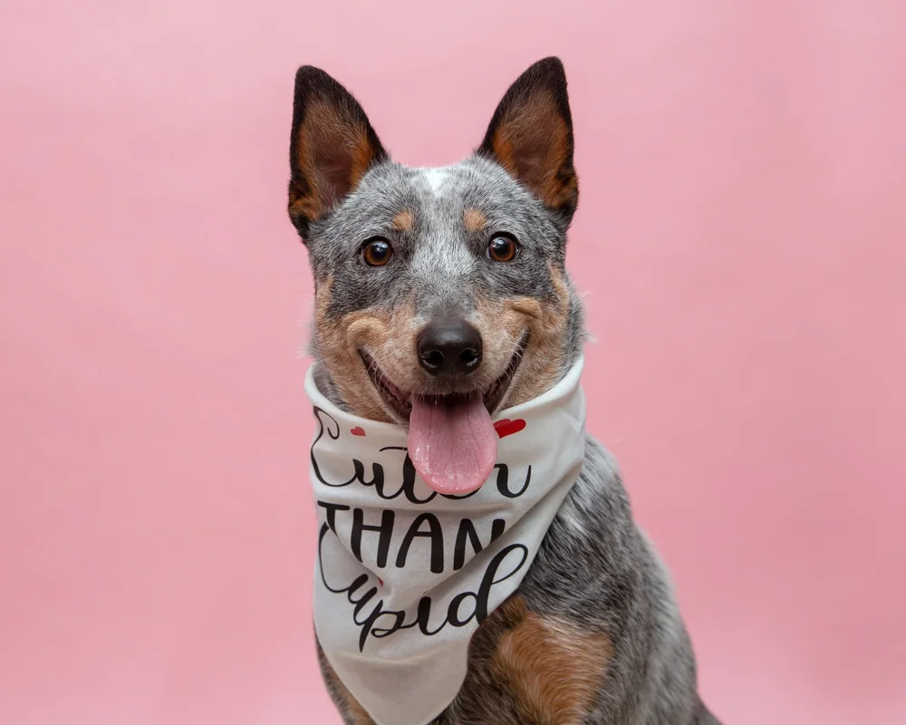 Extra TLC — To Love a Canine Rescue, Inc.