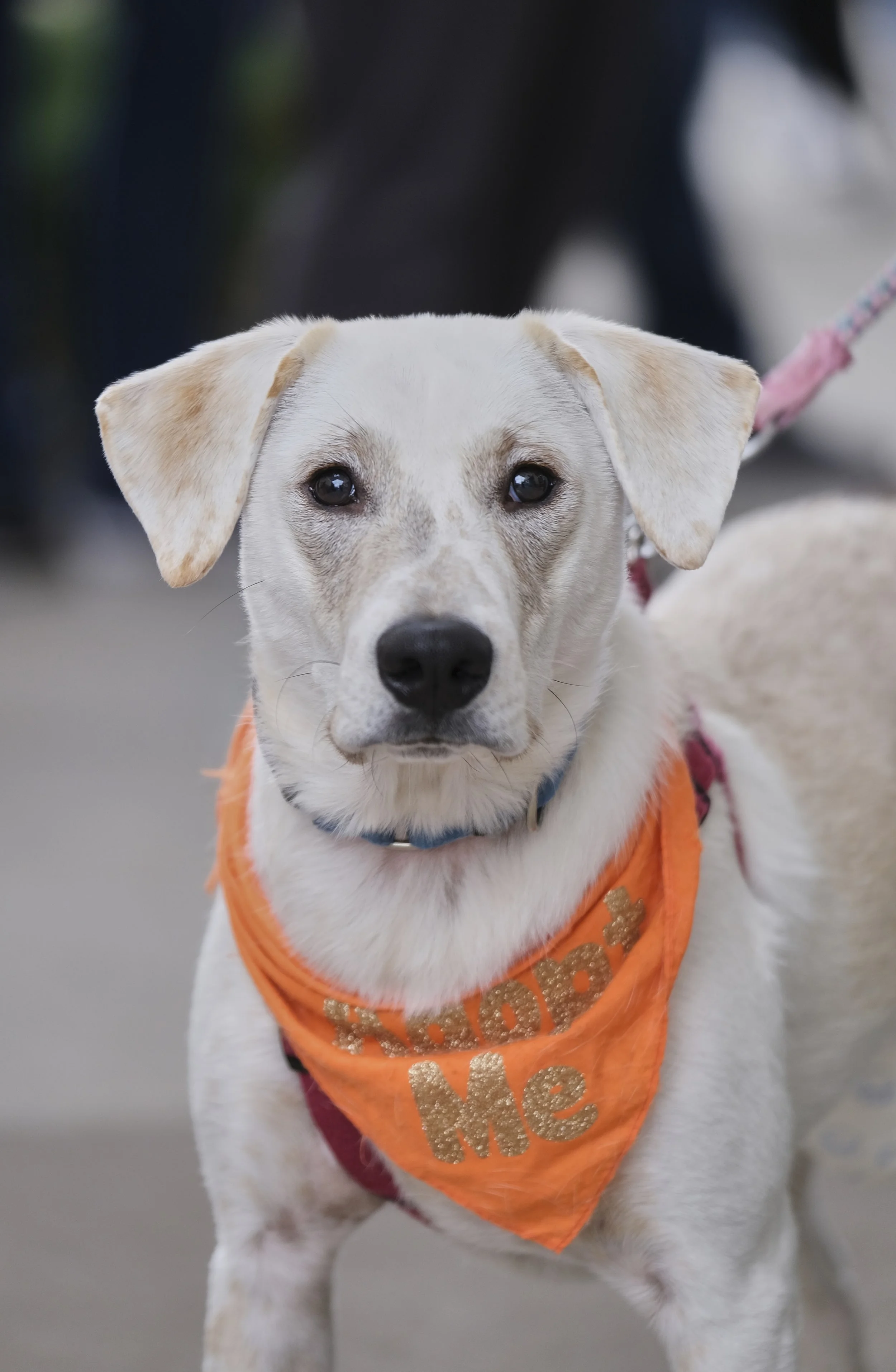 Extra TLC — To Love a Canine Rescue, Inc.