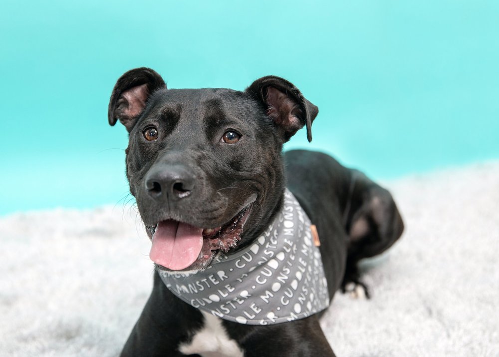 Extra TLC — To Love a Canine Rescue, Inc.