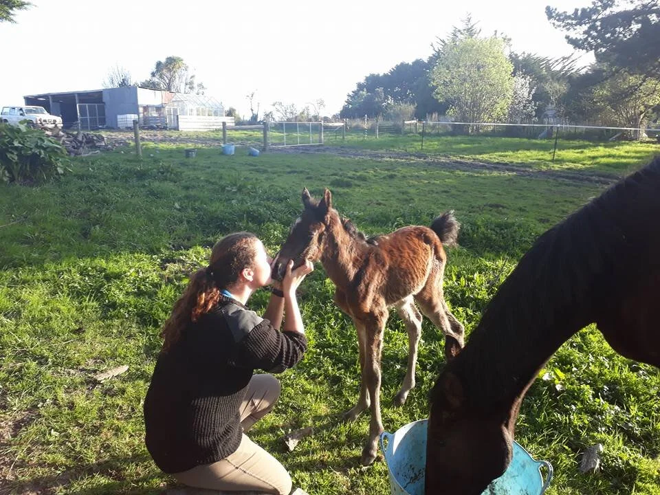 Contact — Dunedin Riding Academy