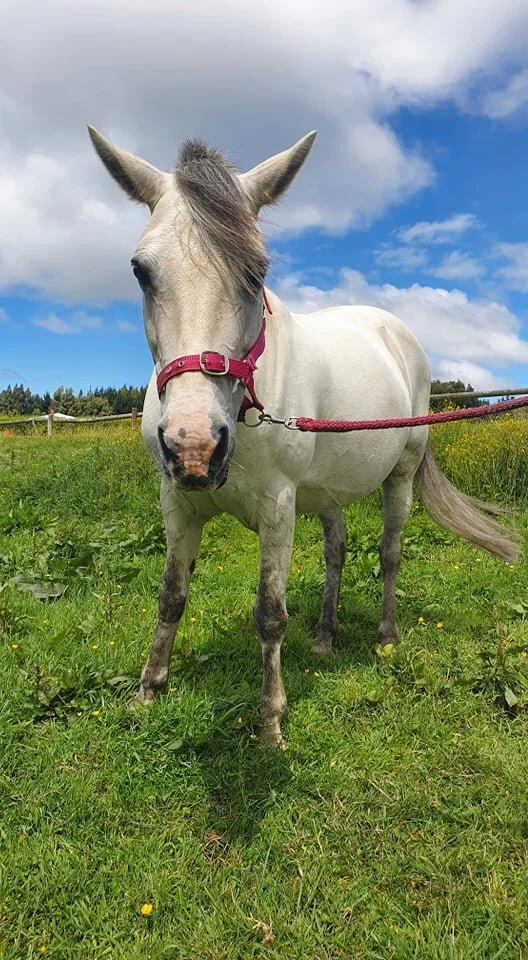 About — Dunedin Riding Academy