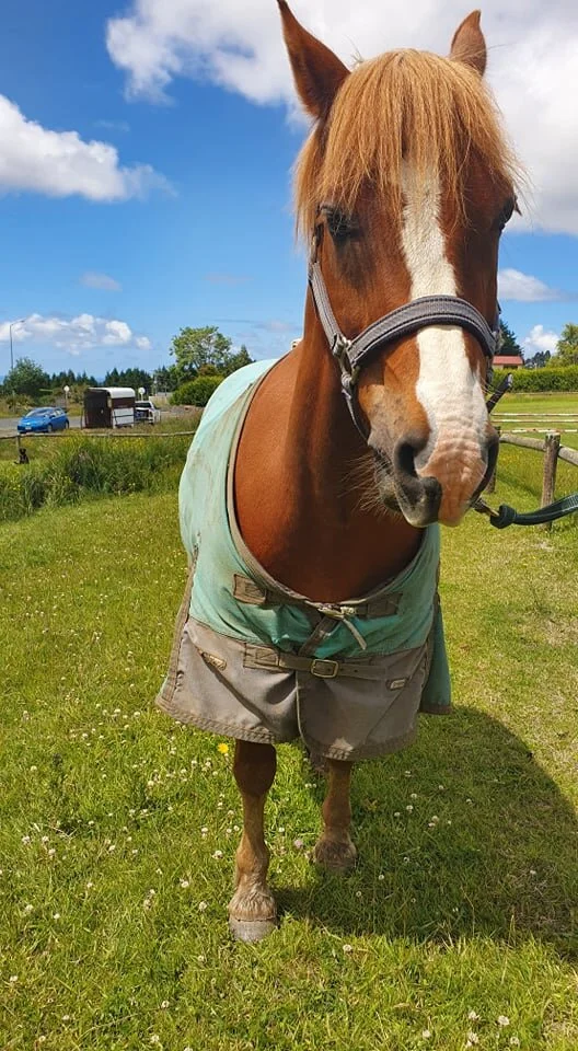 About — Dunedin Riding Academy