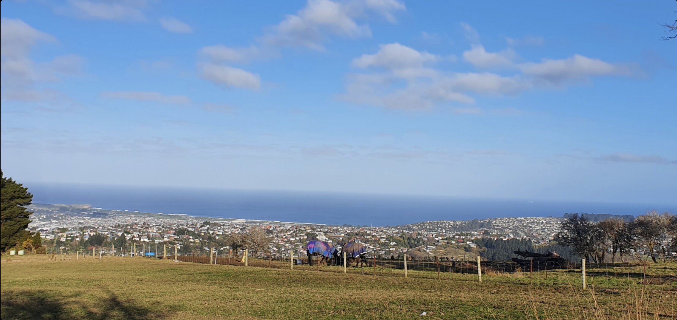 Services 4 — Dunedin Riding Academy