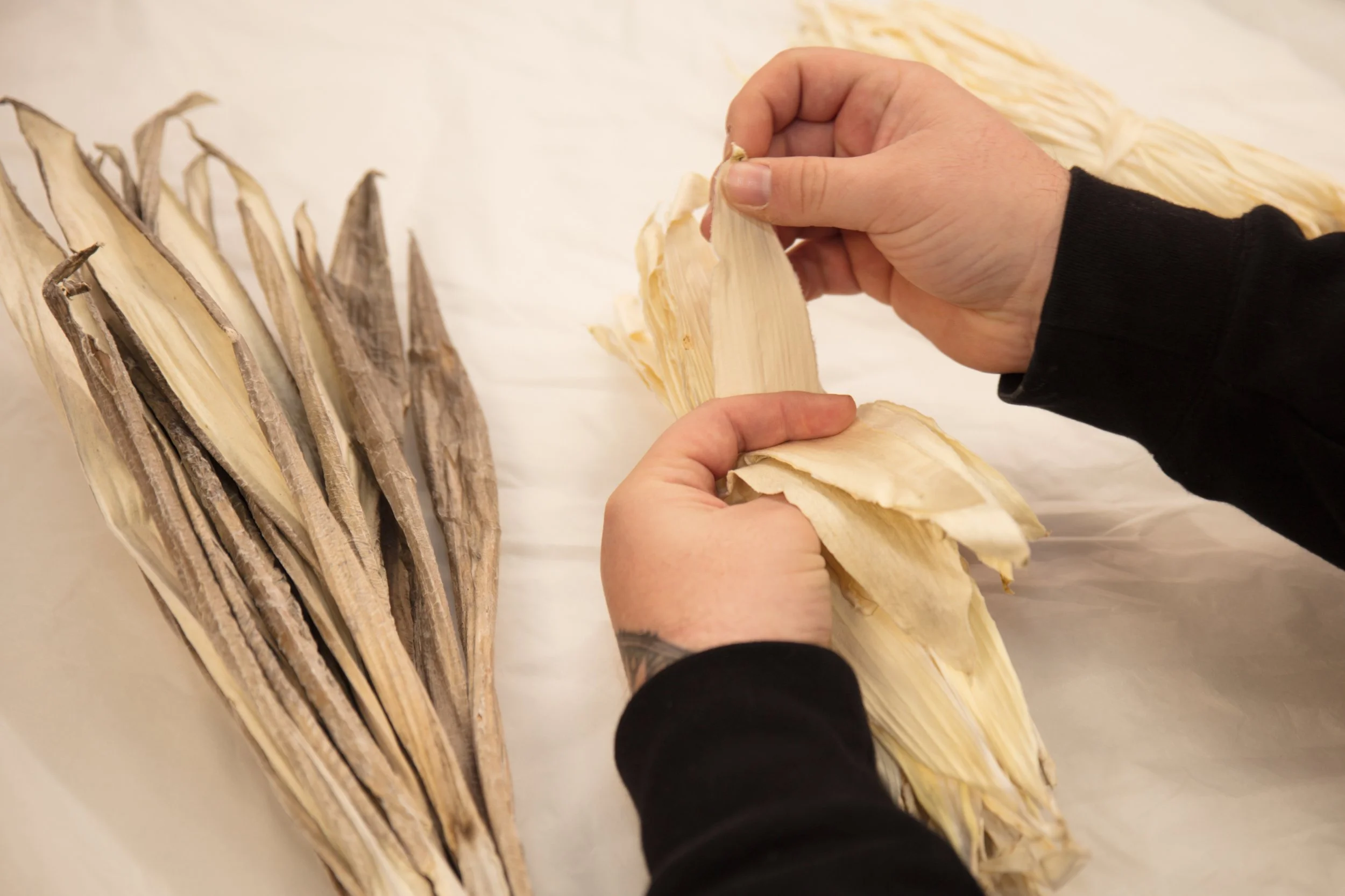 Rare alpine tikumu daisy links past to present — Nelson Provincial Museum