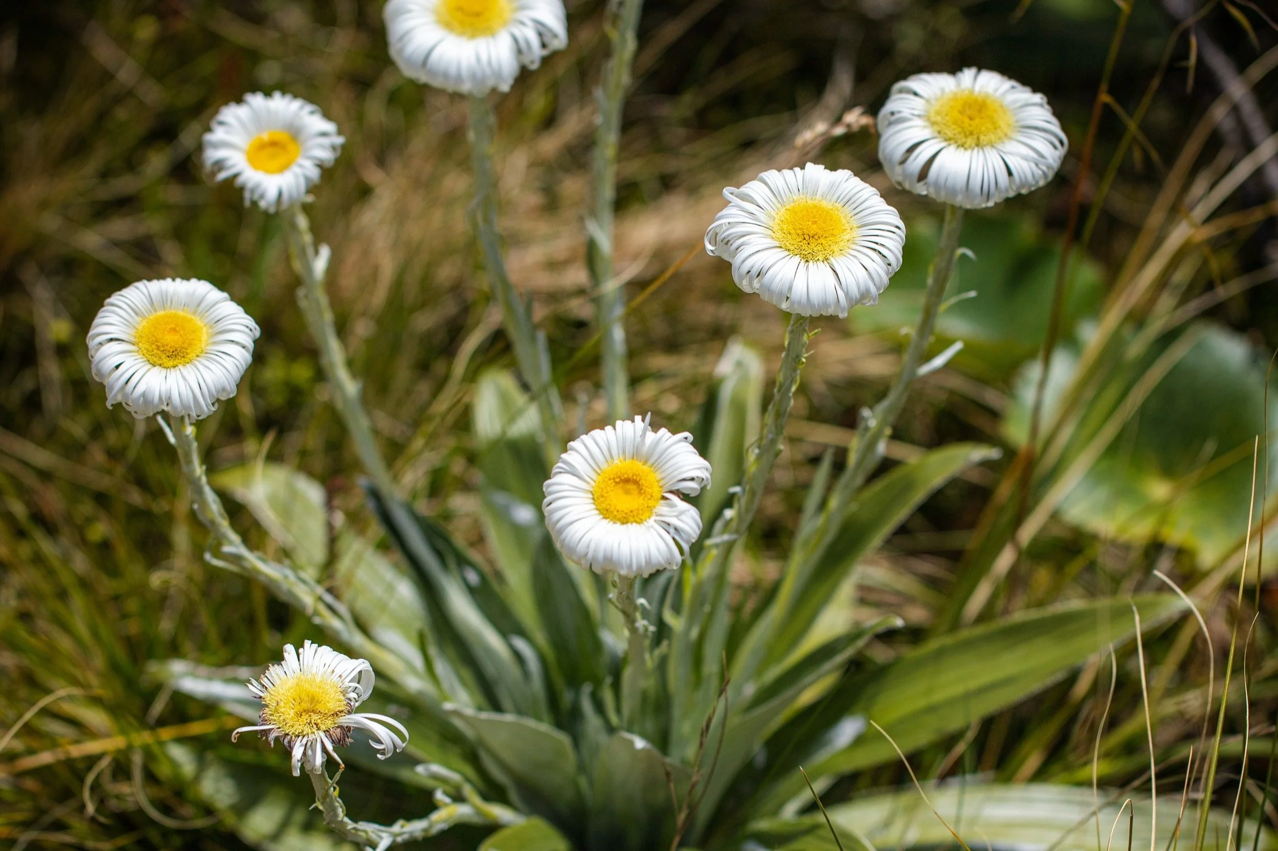 Rare alpine tikumu daisy links past to present — Nelson Provincial Museum